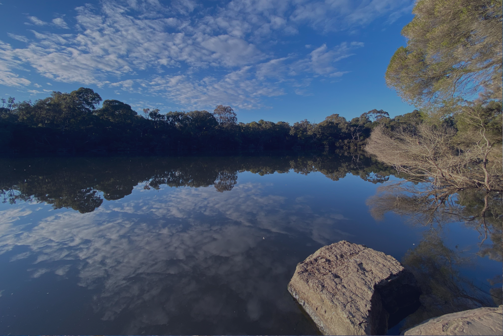 Tree roots in sewer drains - Tom Plumb Melbourne Eastern Suburbs